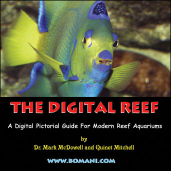 The Digital Reef