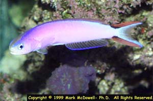 Purple Tilefish
